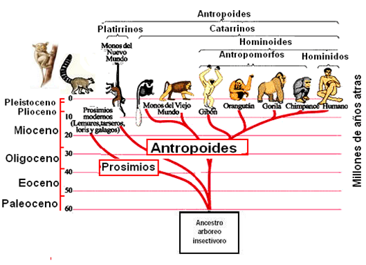 Evoluciófilos | Prosimios