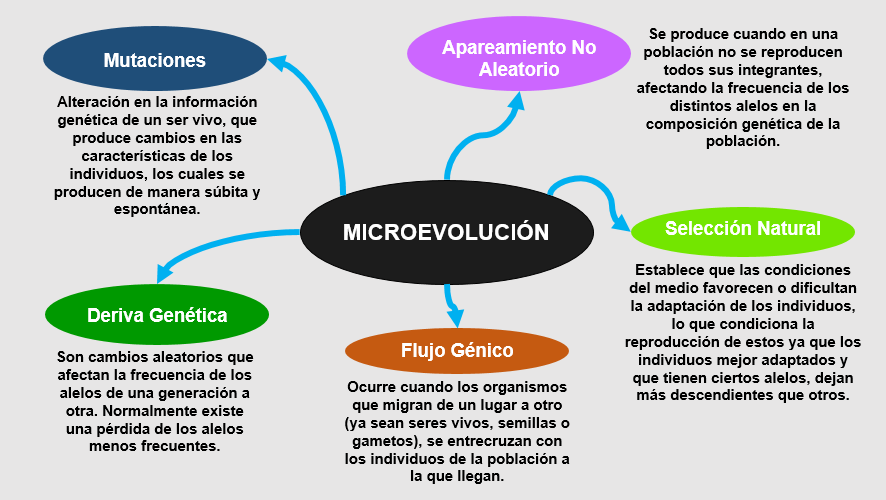 Evoluciófilos | Microevolución